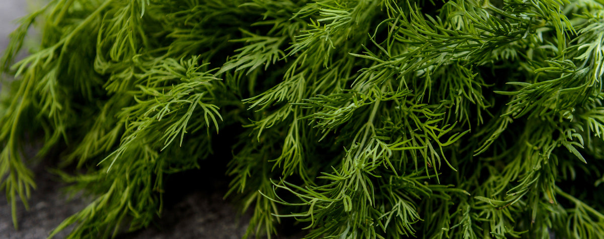 Dill Weed – Harris Spice